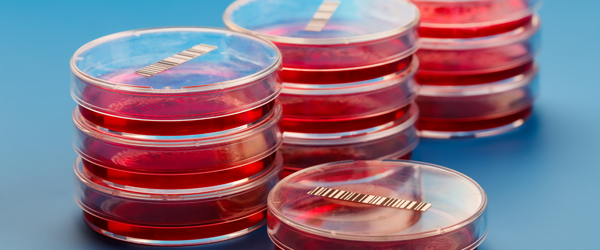 11 Quick Tips for Maintaining Mammalian Cell Lines - Labtag Blog