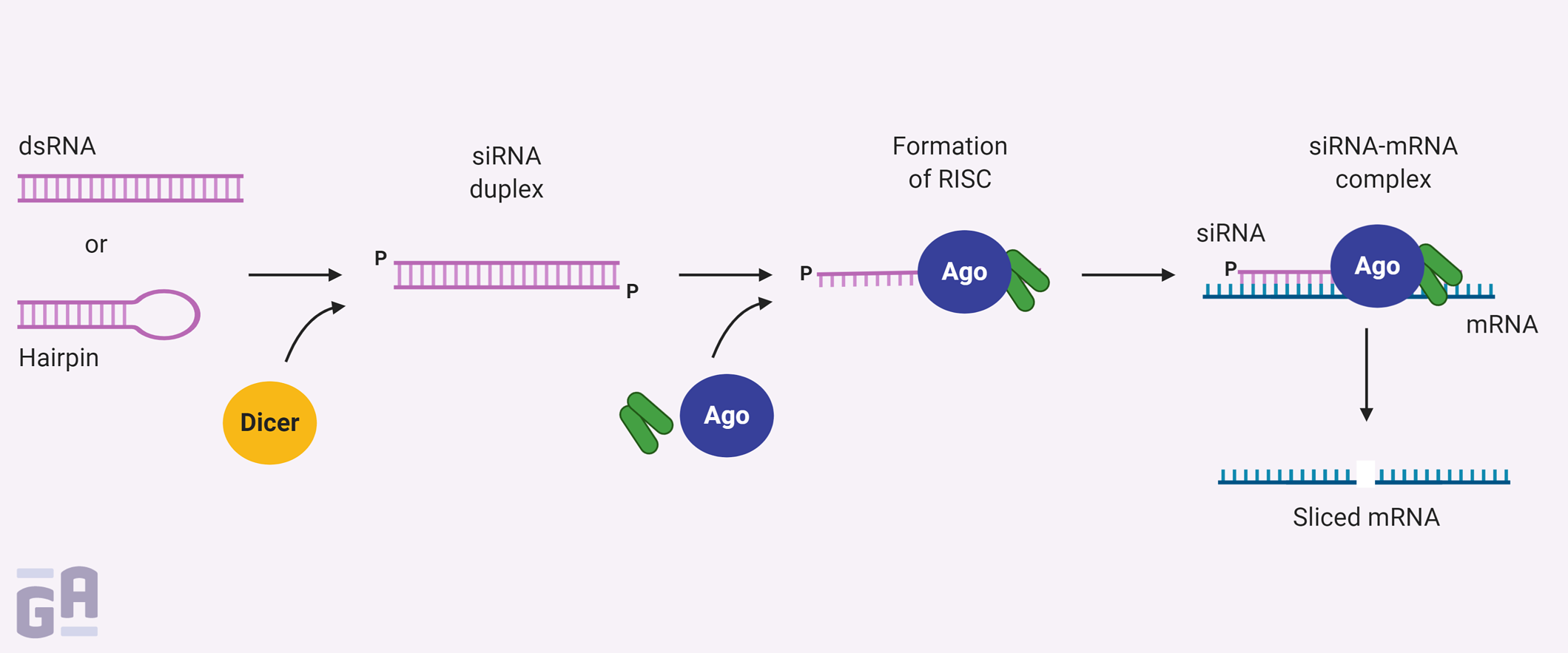 RNAi - Basic Research Tool to Major Player in the Healthcare Industry ...