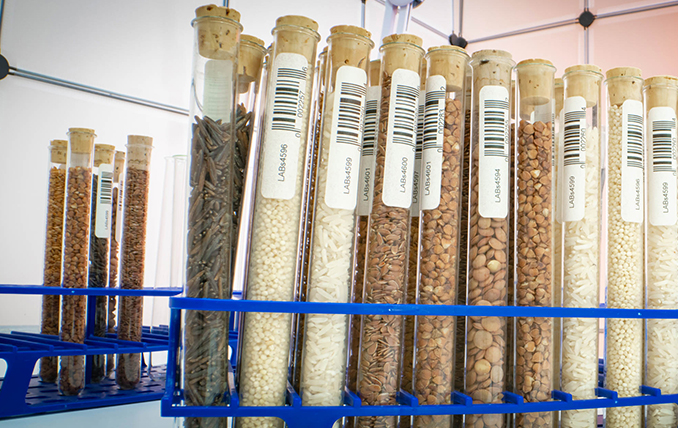 Seed Banks & the Evolution of Selective Plant Breeding - Labtag Blog